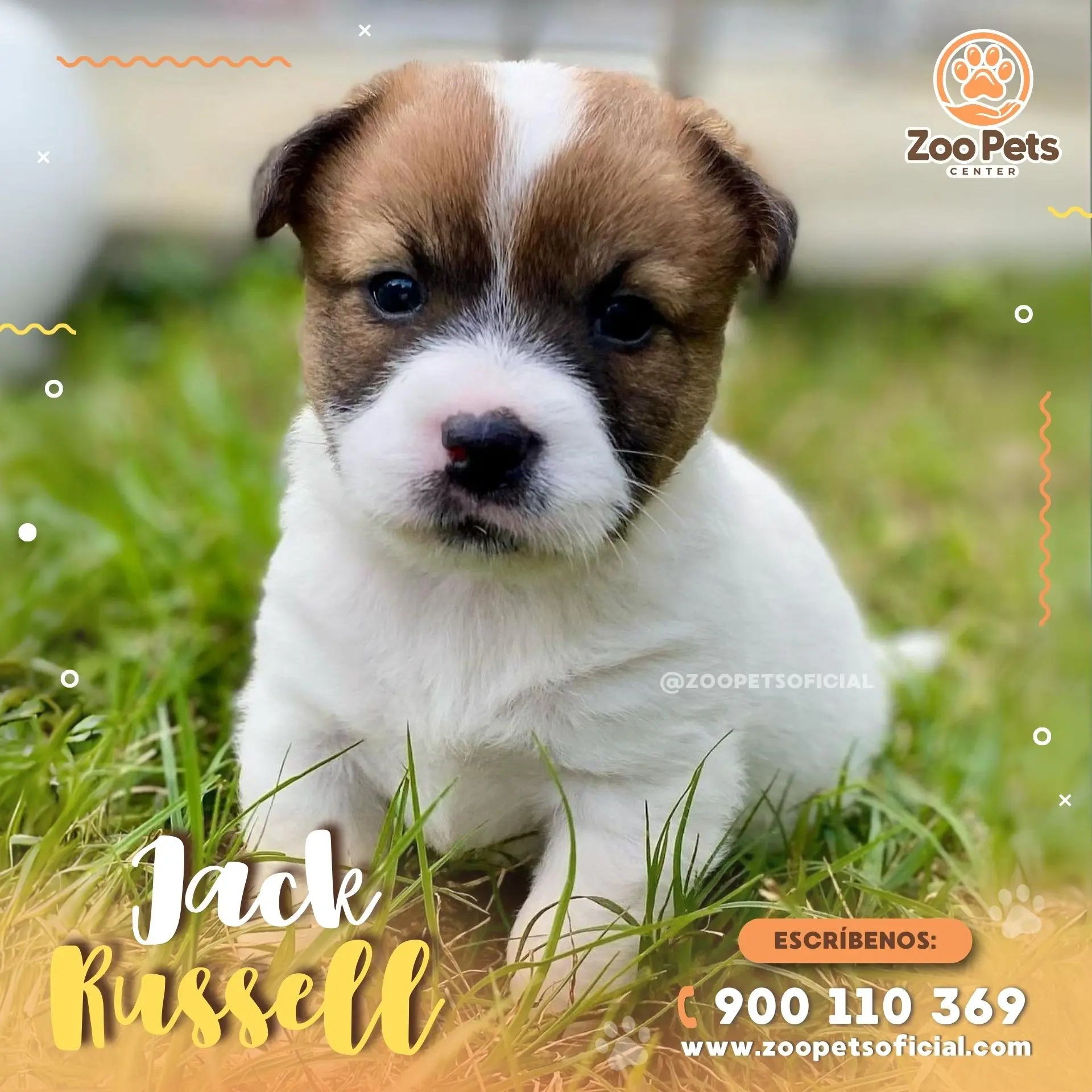 Jack Russell en Venta en Perú | ⚡ – Zoo Pets Oficial