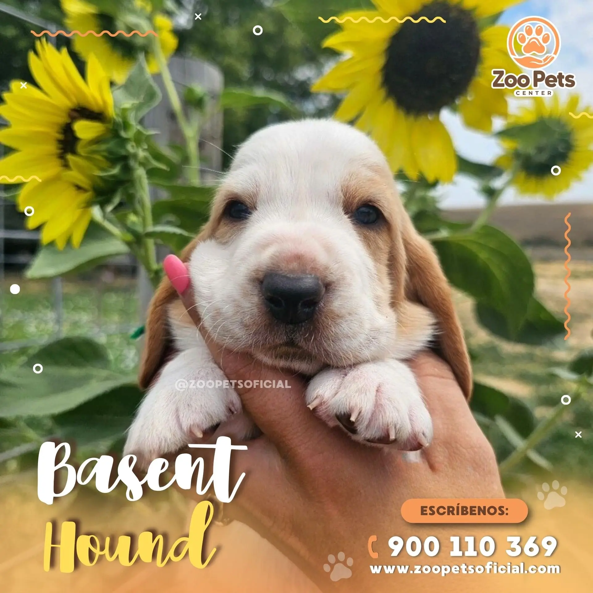 Basset Hound en Venta en Perú | Zoo Pets Oficial